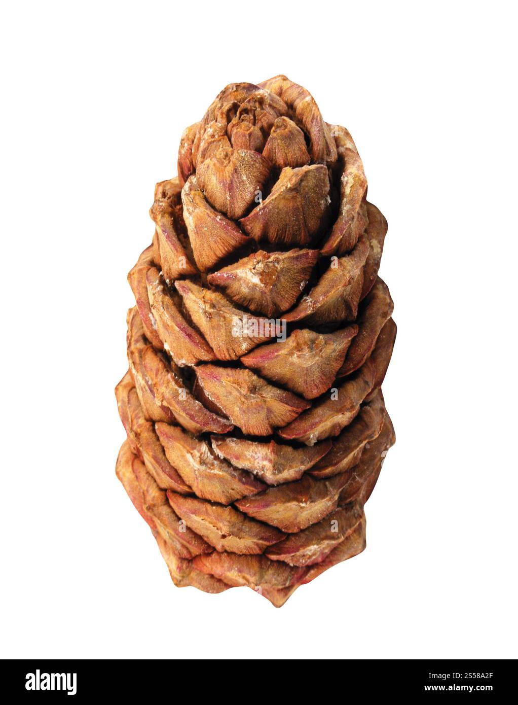 Opened pine cone on hi-res stock photography and images - Alamy
