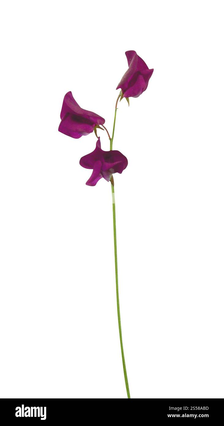 Purple petals lily Cut Out Stock Images & Pictures - Alamy