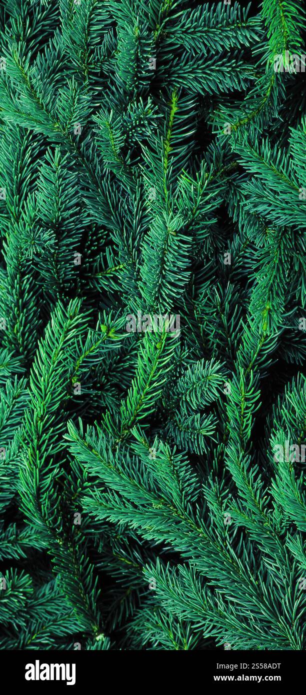 Fir thorn hi-res stock photography and images - Alamy