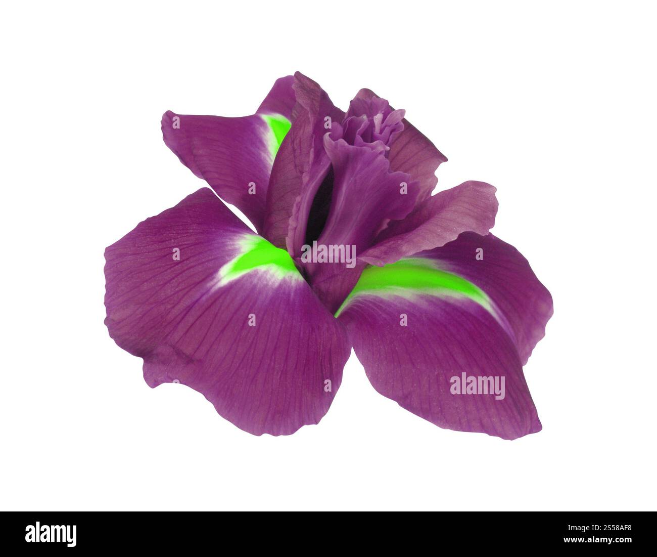 Purple flower plants Cut Out Stock Images & Pictures - Alamy