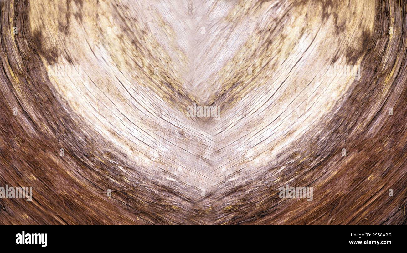 Tree cross section Stock Photo - Alamy