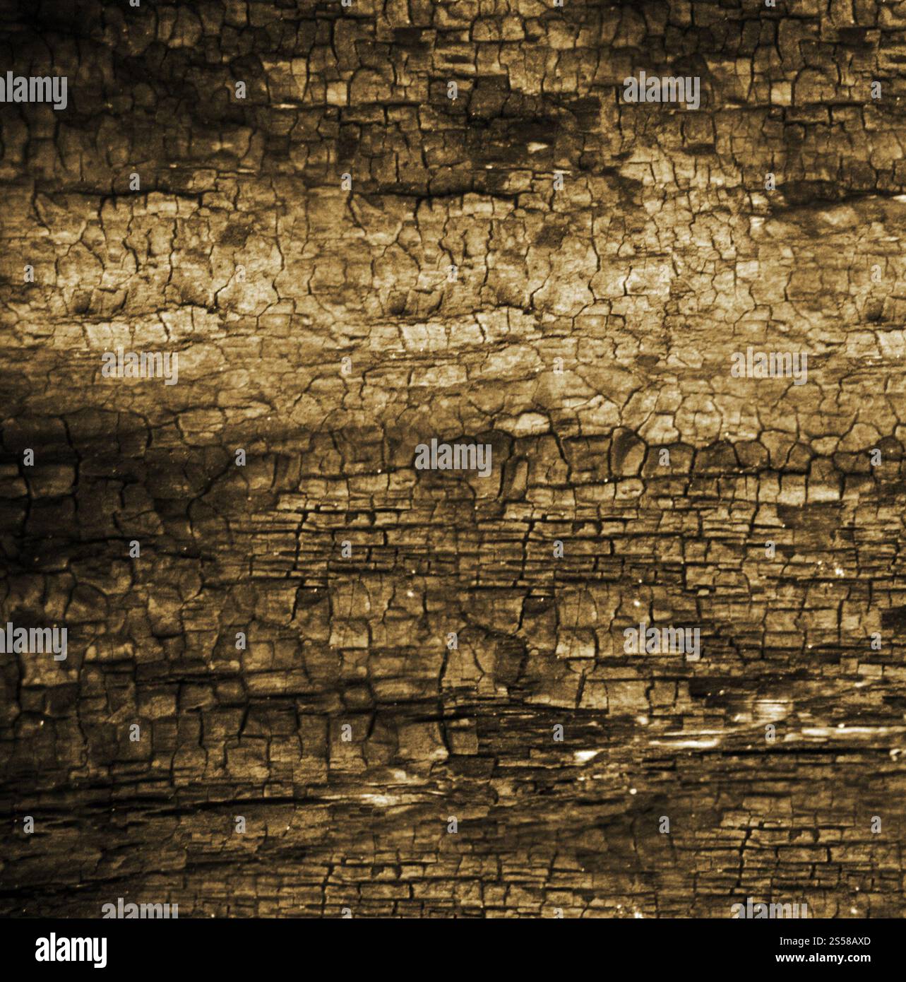 Tree bark vintage hi-res stock photography and images - Alamy