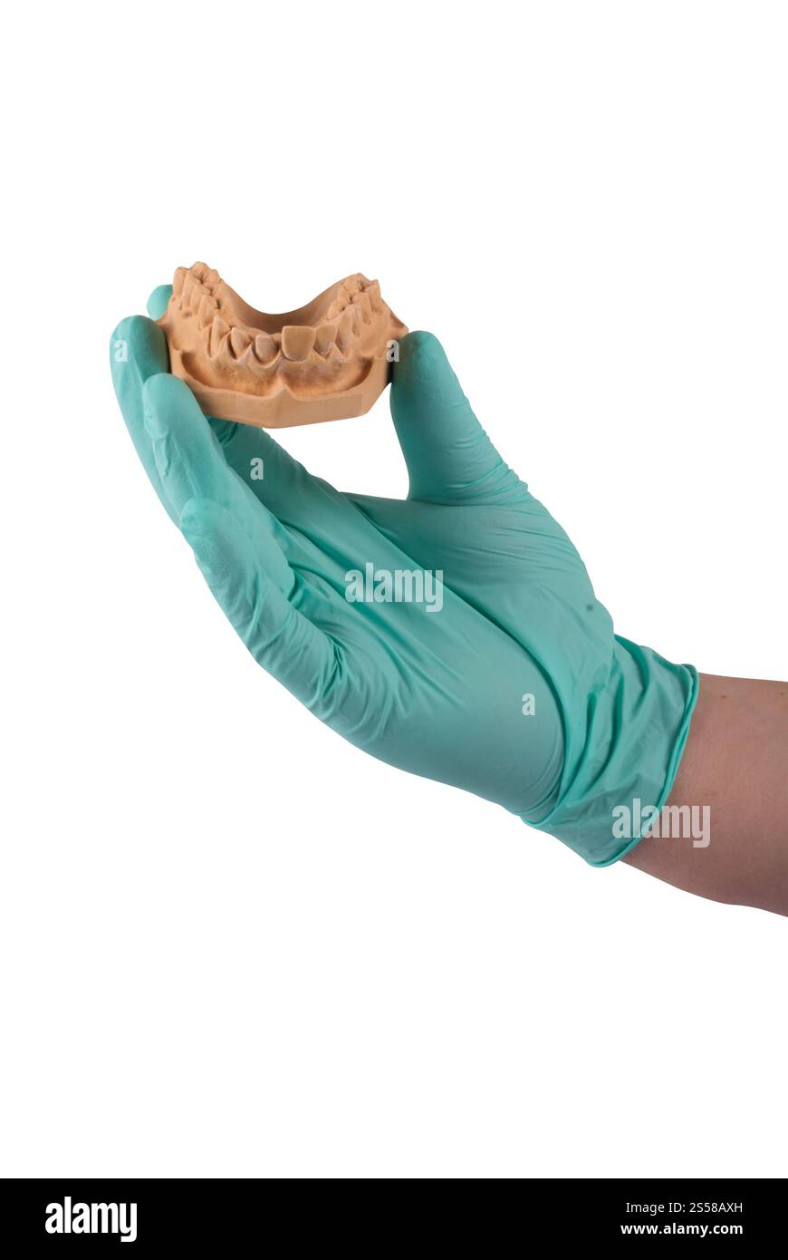 Hand holding gypsum model of jaw isolated on white Stock Photo - Alamy