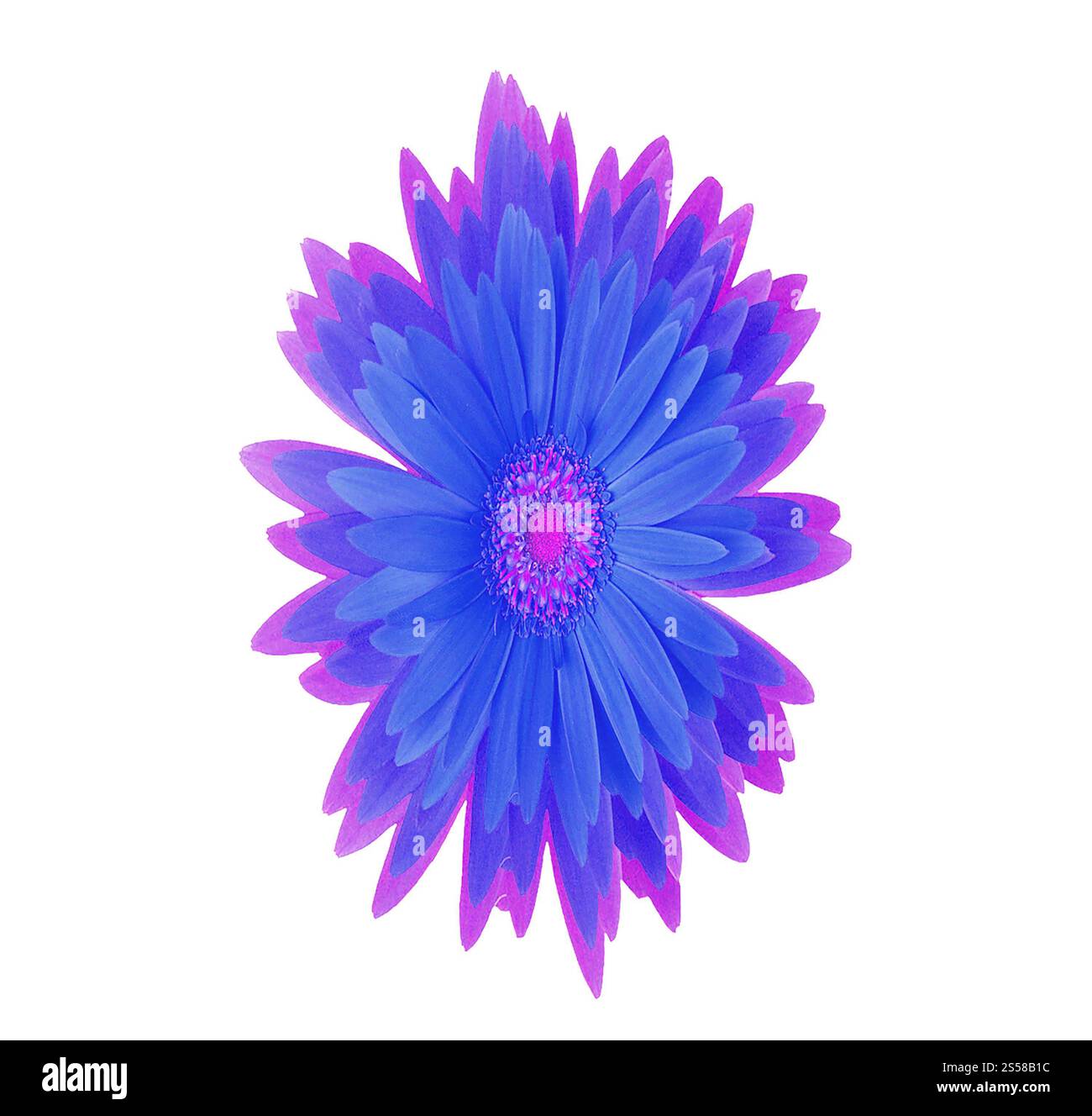 Blue chamomile Cut Out Stock Images & Pictures - Alamy