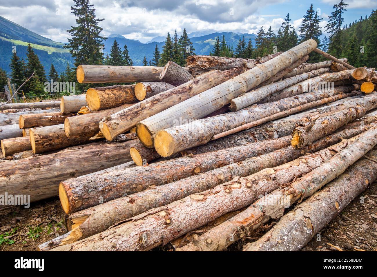 Stack of tree trunks in a mountain forest. Stack of tree trunks Stock ...