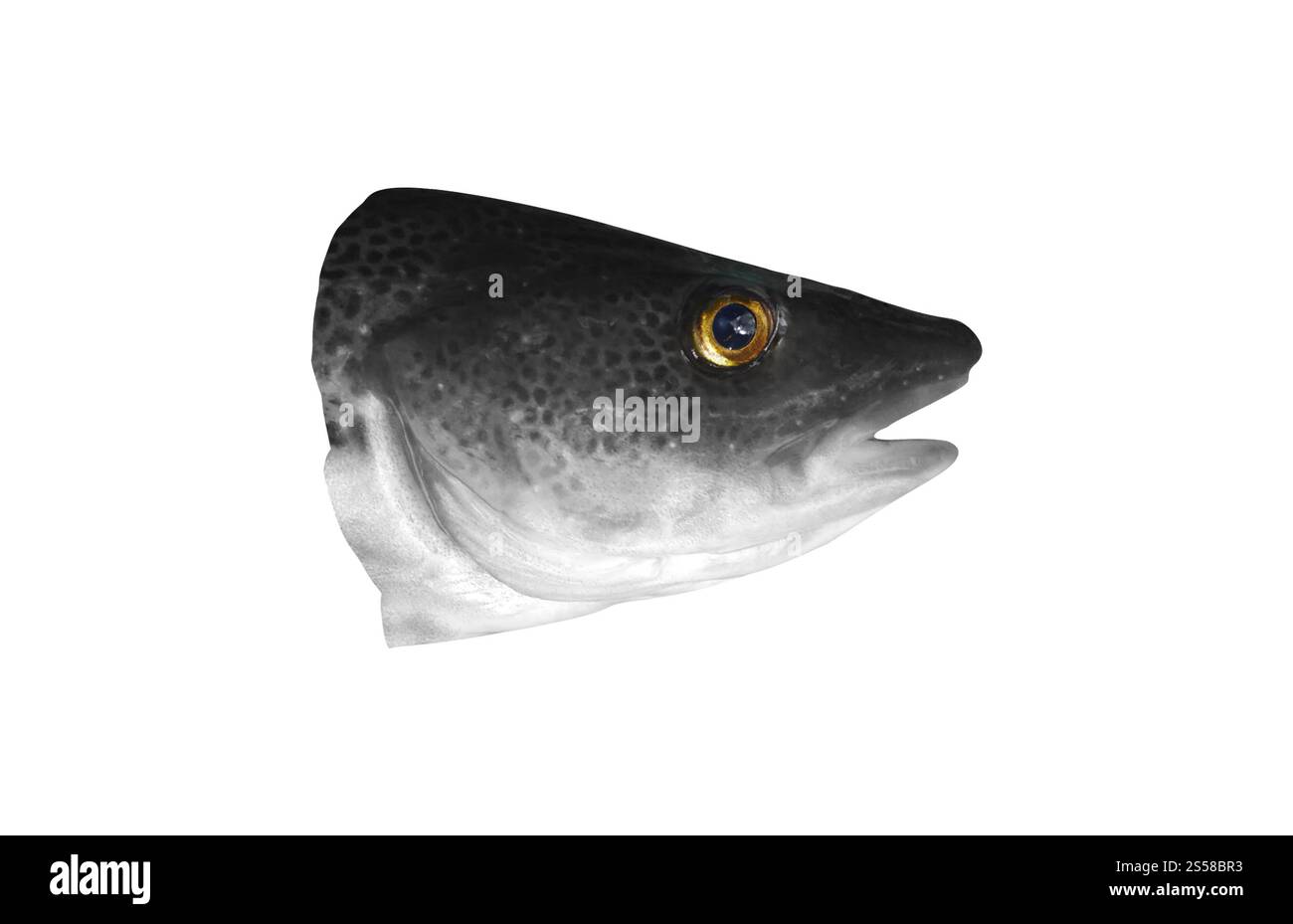 A fish eye Cut Out Stock Images & Pictures - Alamy