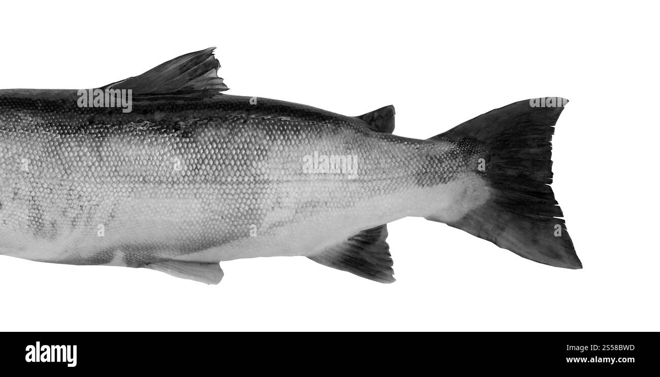 Raw seabass fish Black and White Stock Photos & Images - Alamy
