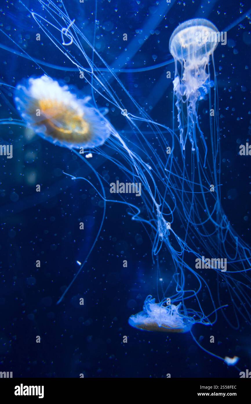 Jellyfish floating in the deep ocean. Macro view. Jellyfish floating in ...