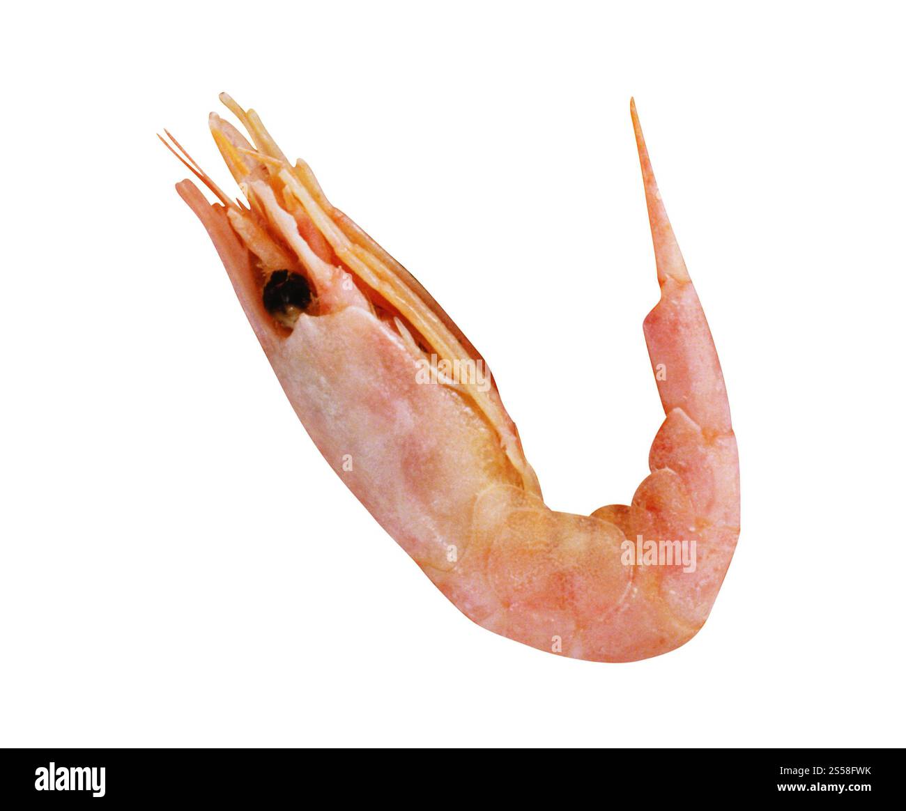 Isolated cooked white shrimp hi-res stock photography and images - Alamy