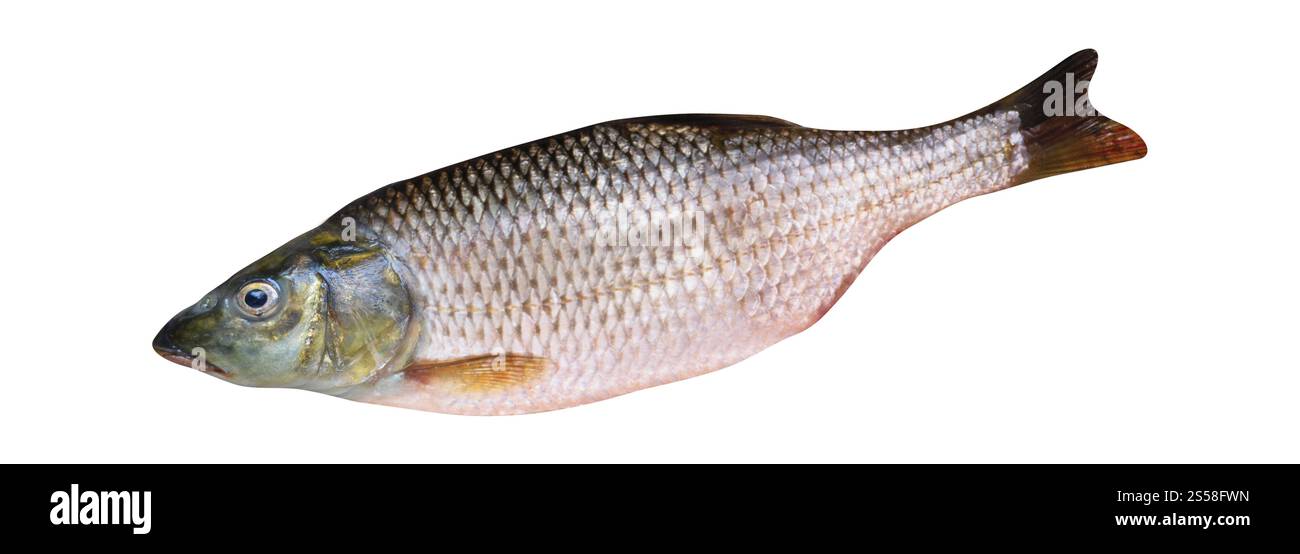 fish isolated on white Stock Photo - Alamy
