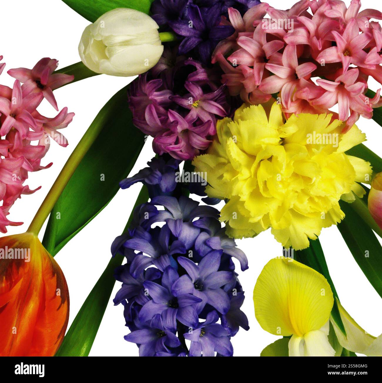 small colourful flowers on white background Stock Photo - Alamy