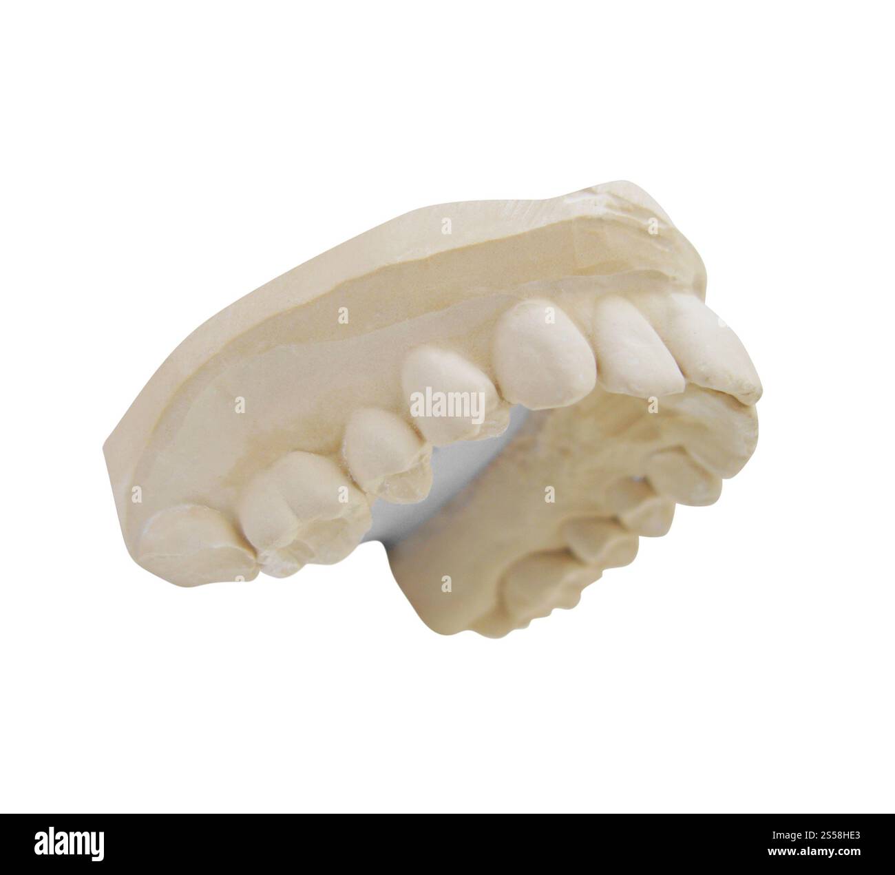 teeth mold isolated on white background. teeth mold isolated on white ...
