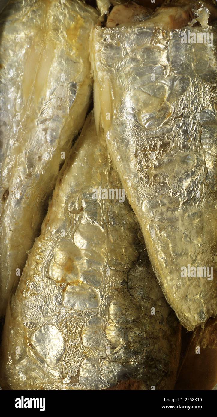 Sprat fish canned background or texture. Sprat fish canned Stock Photo ...
