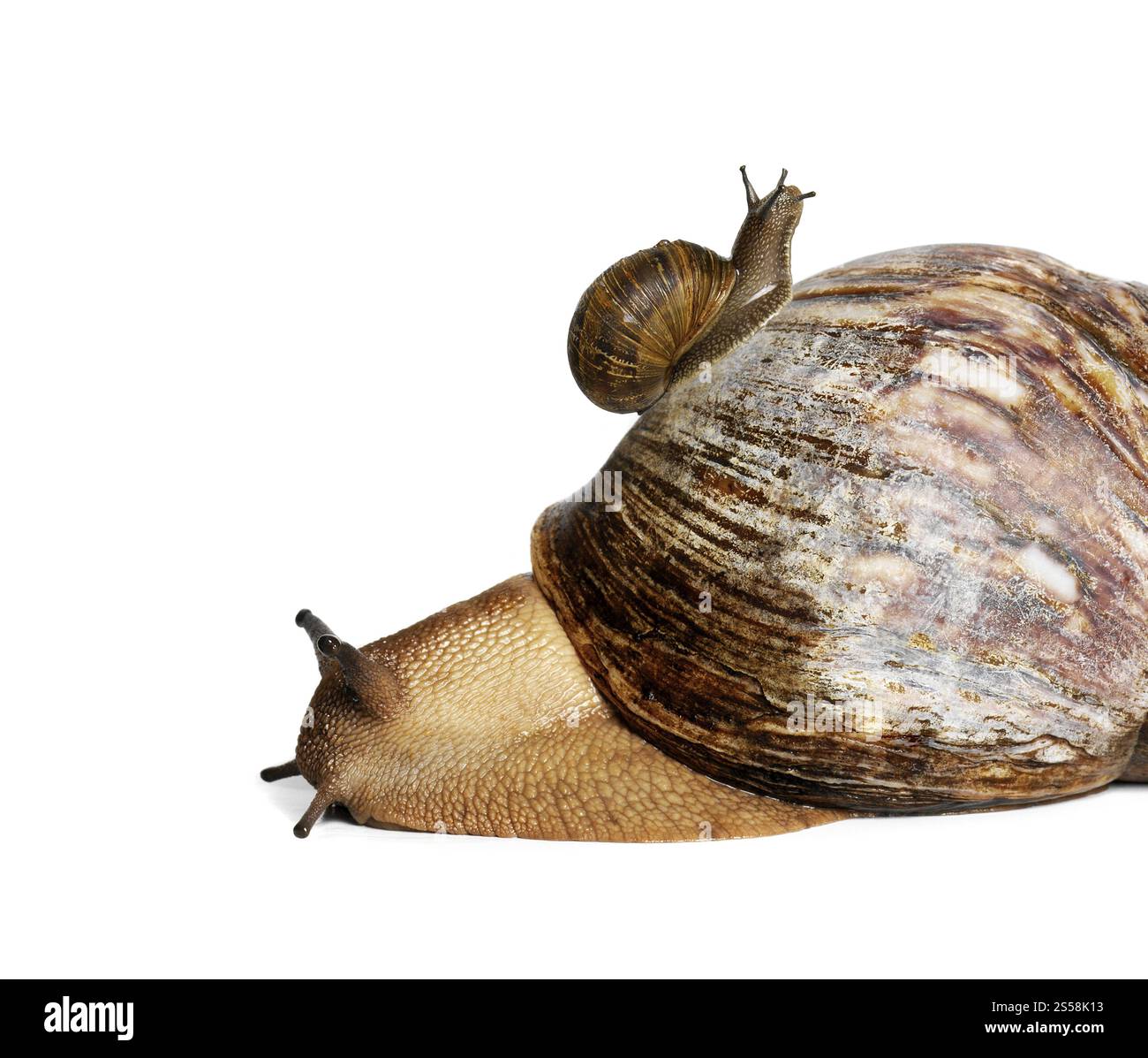 snails isolated on white background. snails Stock Photo - Alamy