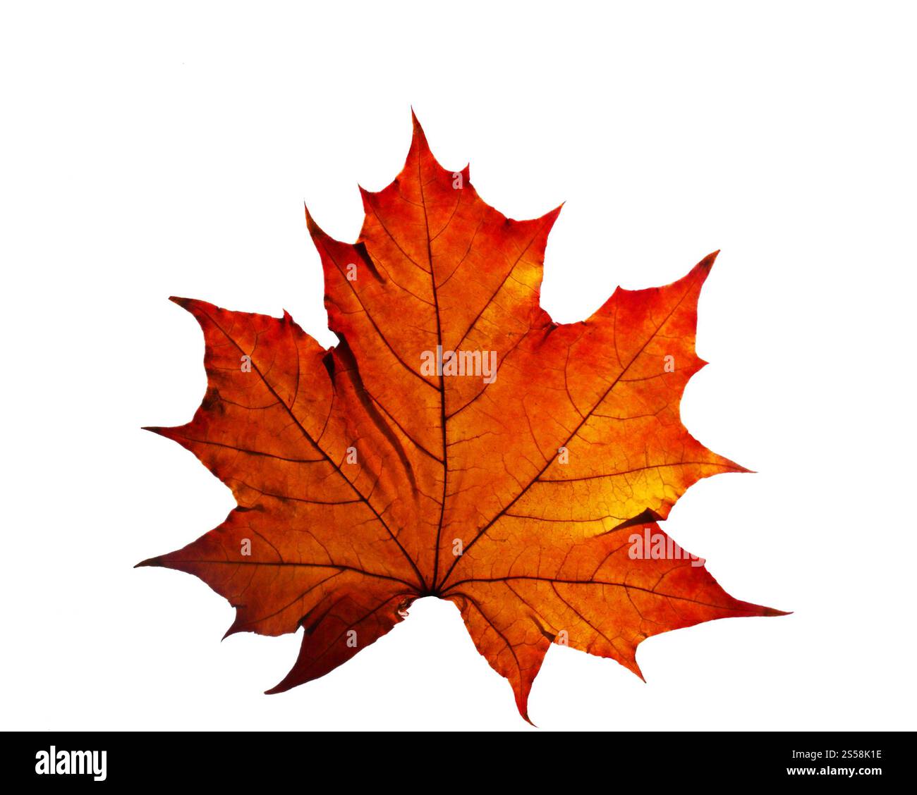Autumn leaf isolated on white background. Autumn leaf Stock Photo - Alamy