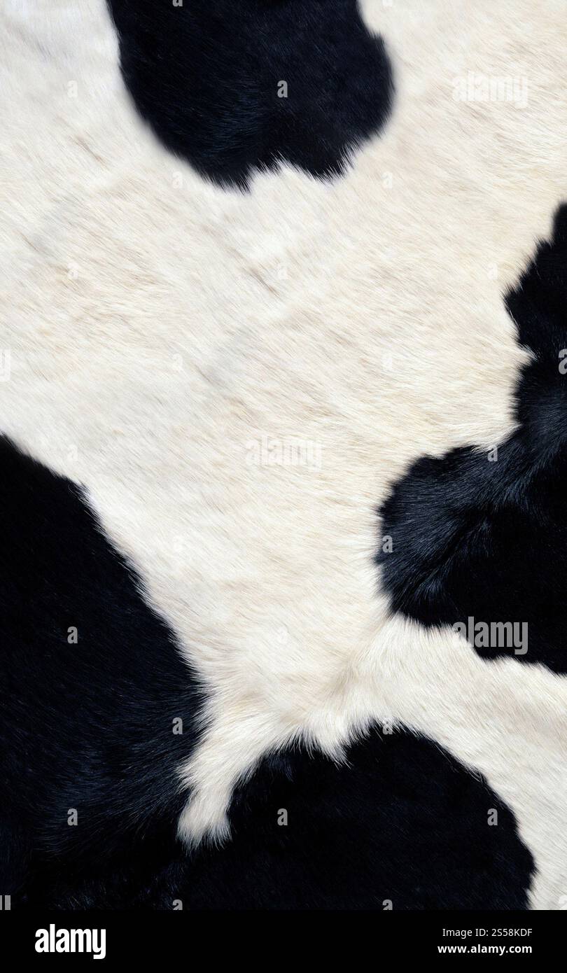 Cow skin texture or background. Cow skin texture Stock Photo - Alamy