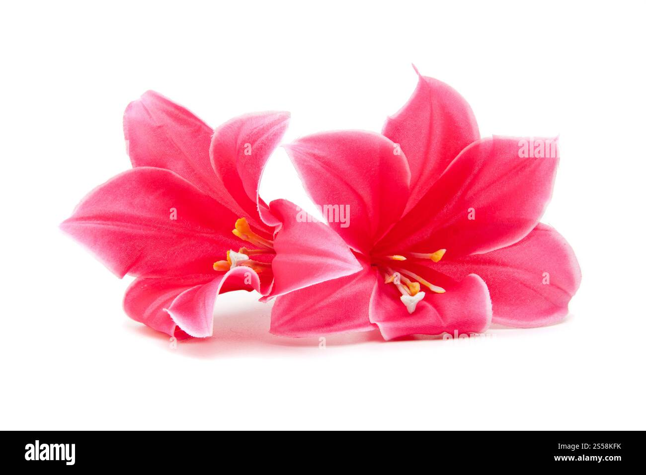 pink flower isolated on white background. pink flower Stock Photo - Alamy