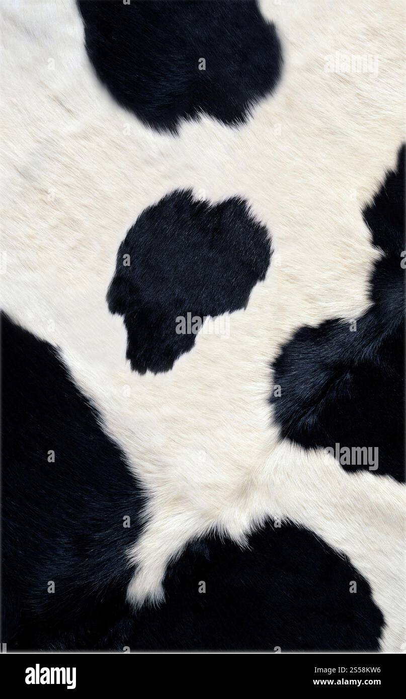 Cow skin textured or background. Cow skin texture Stock Photo - Alamy