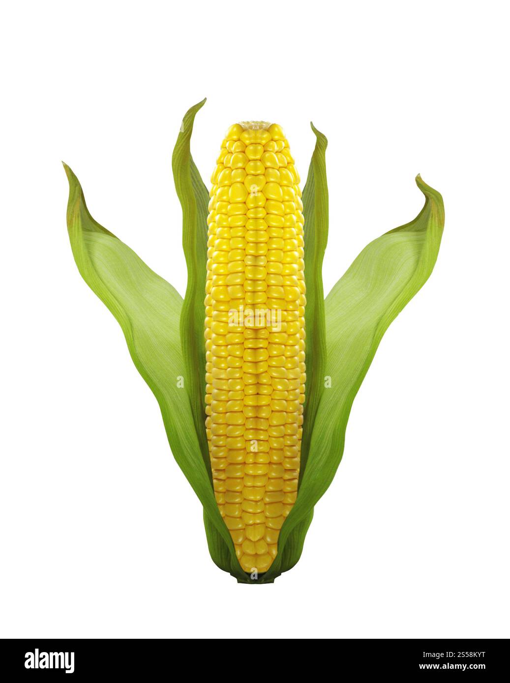 Corn vegetable isolated on Cut Out Stock Images & Pictures - Alamy