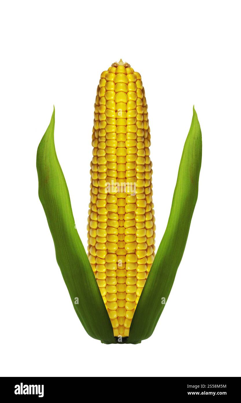 Corn ear are isolated on a white background. Corn ear Stock Photo - Alamy