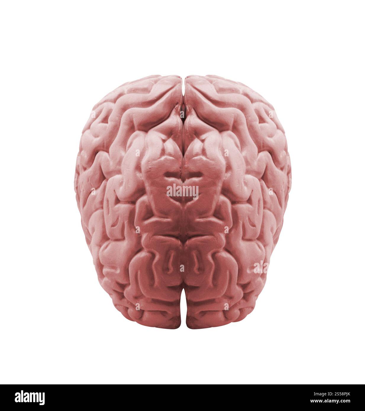 The human brain isolated on white background. The human brain Stock ...