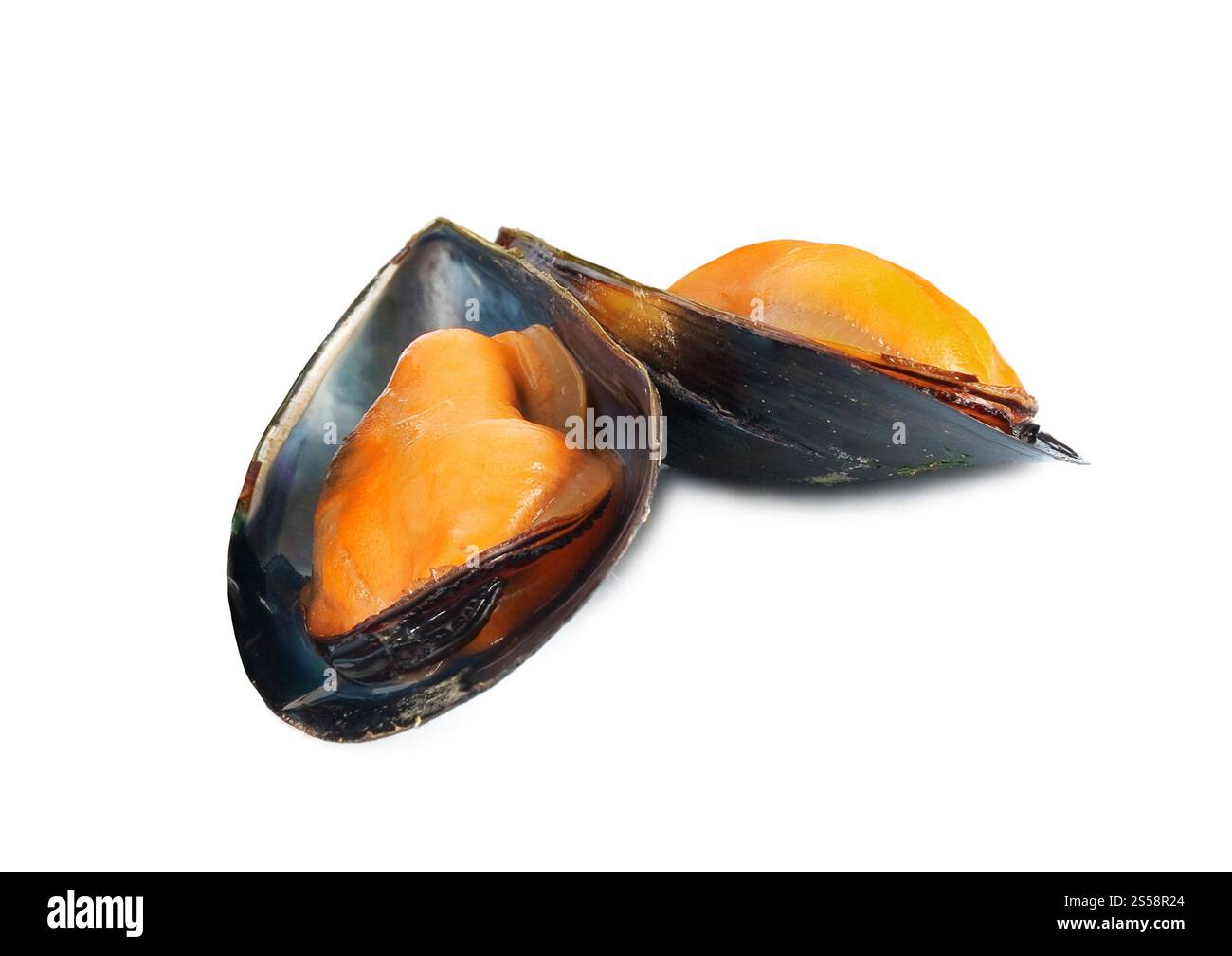 Some mussels just cooked isolated on white background. Some mussels ...