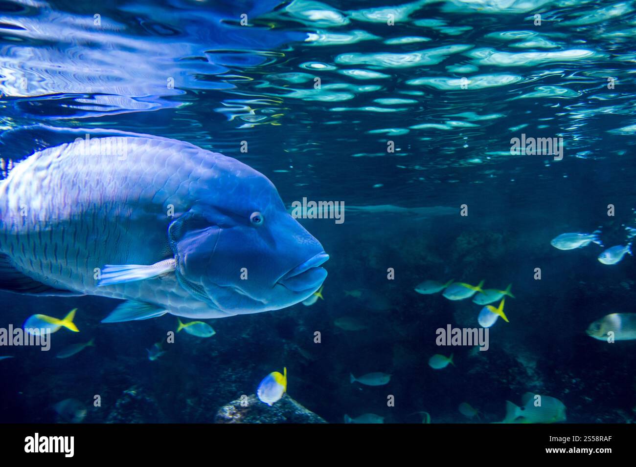 Close up view of a Humphead wrasse fish swimming in ocean. Humphead ...