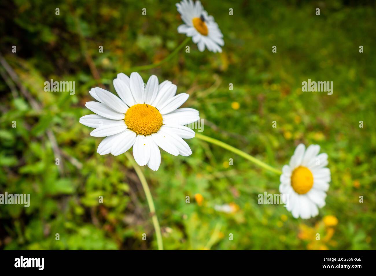 close-up photo of a oxeye daisy in a field. close-up photo of a daisy in a field Stock Photo - Alamy