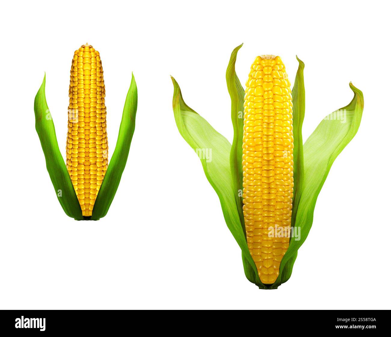 Vertical head Cut Out Stock Images & Pictures - Alamy