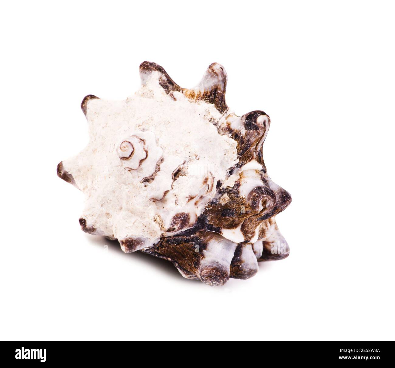 Sea shell on the white background. Sea shell isolated on white Stock ...