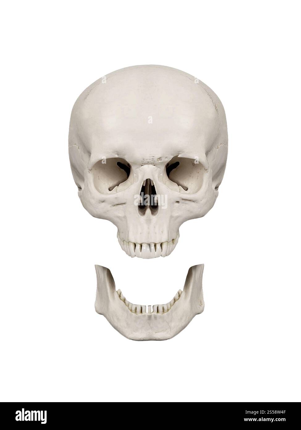 human scull isolated on white background. human scull isolated Stock ...