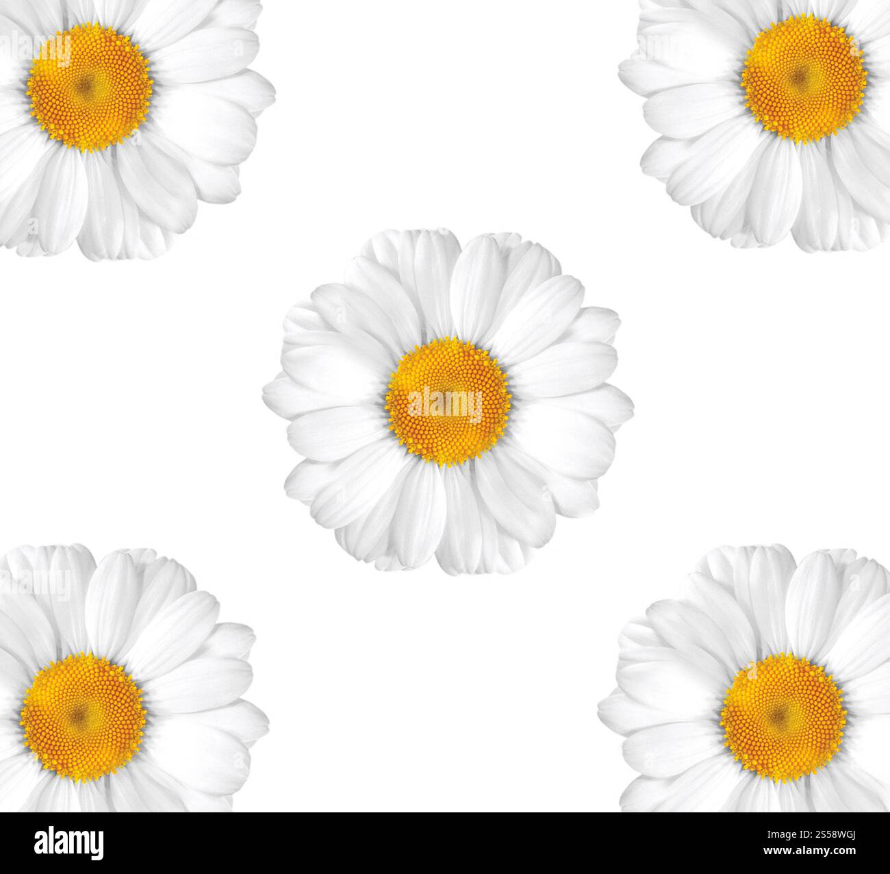 beautiful chamomile isolated on white background. beautiful chamomile ...