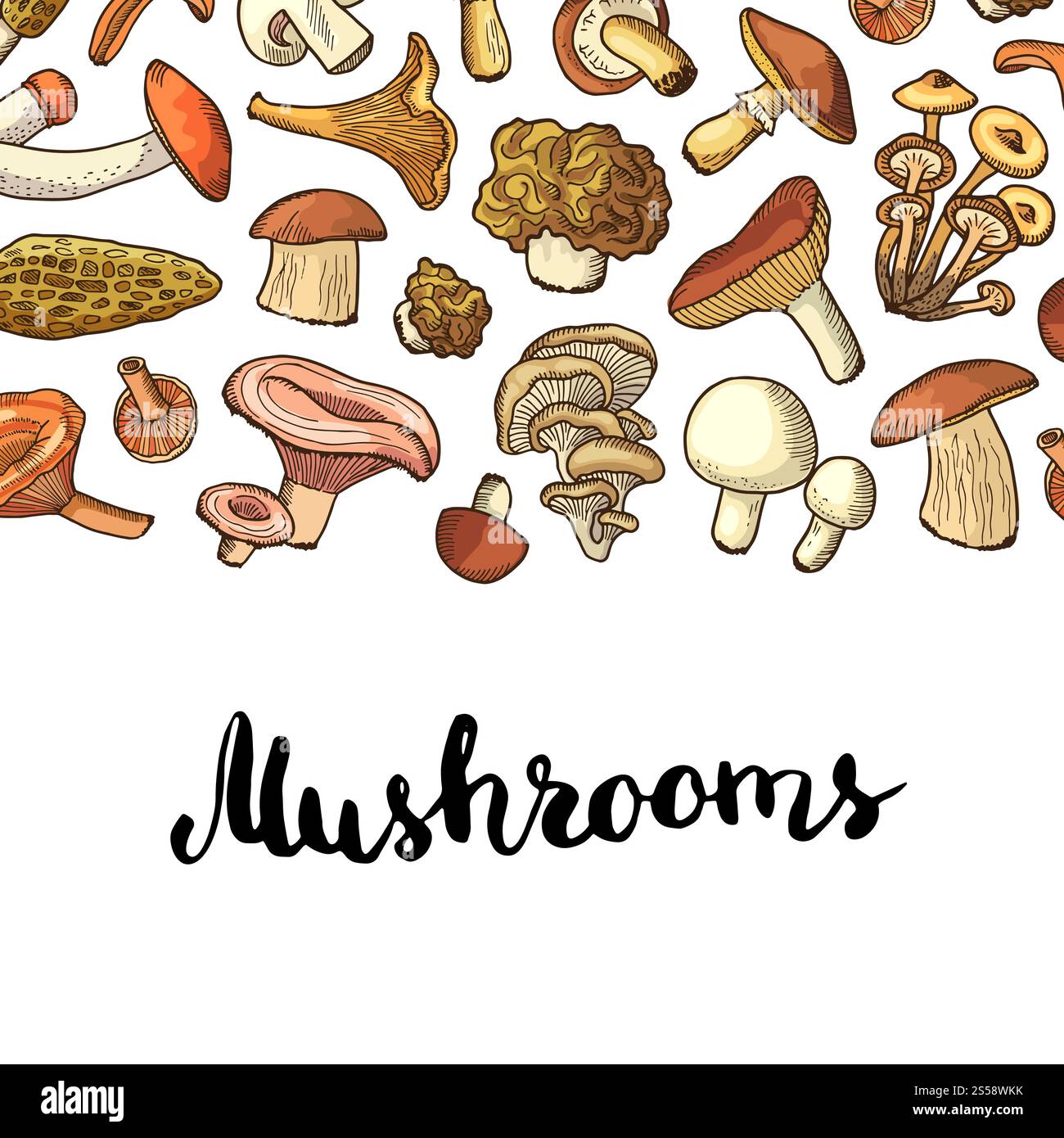 Vector hand drawn mushrooms banner poster background with place for ...