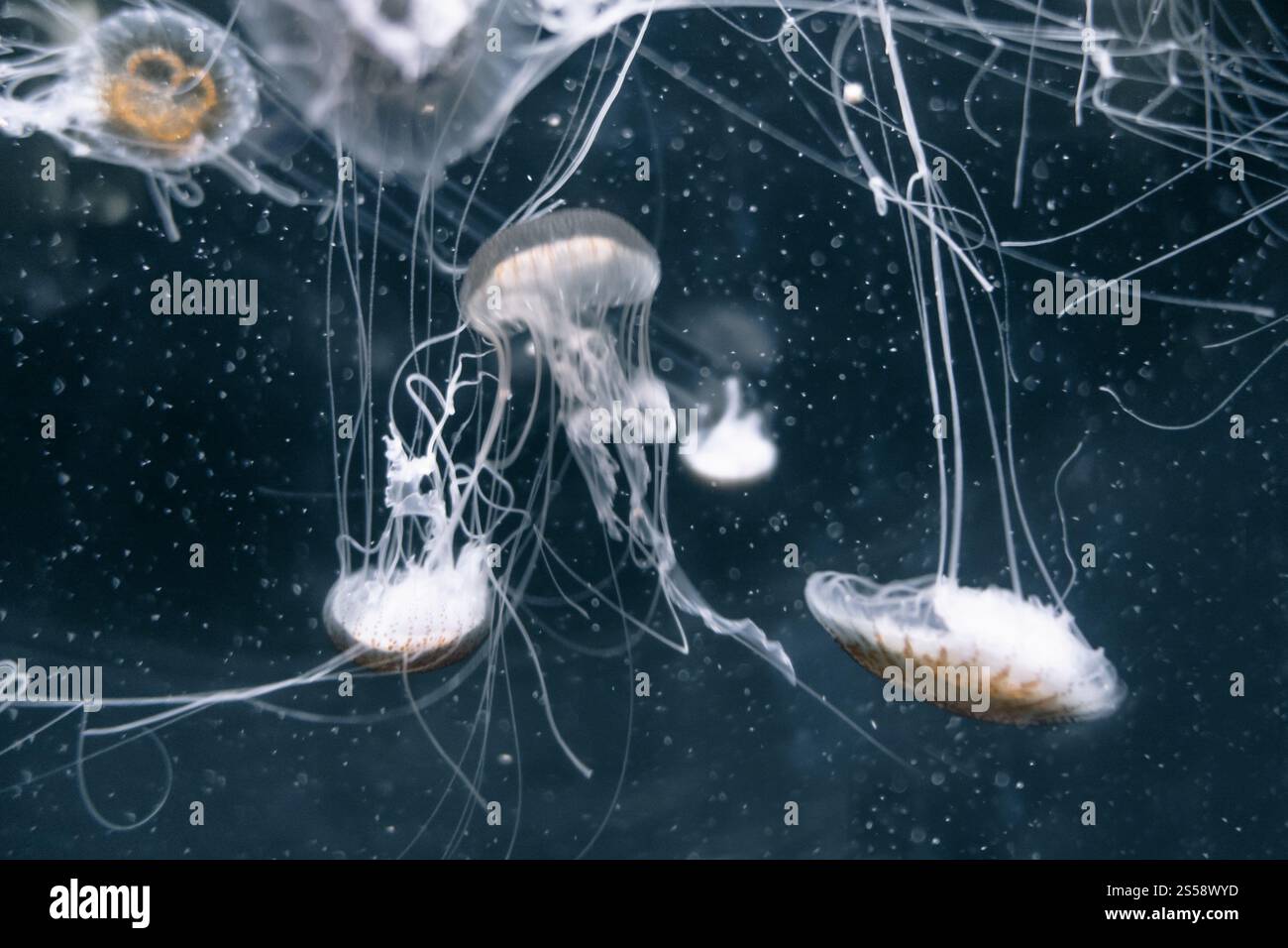 Jellyfish floating in the deep ocean. Macro view. Jellyfish floating in ...