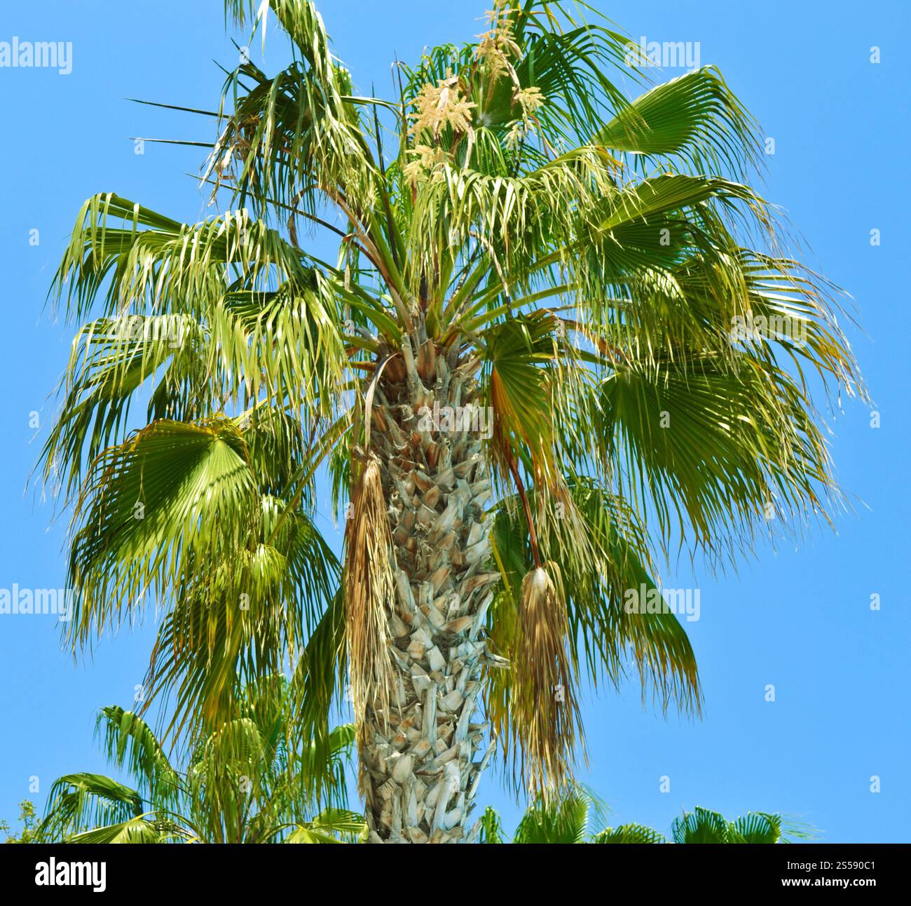 Island Paradise - Palm trees on sky. Island Paradise Stock Photo - Alamy