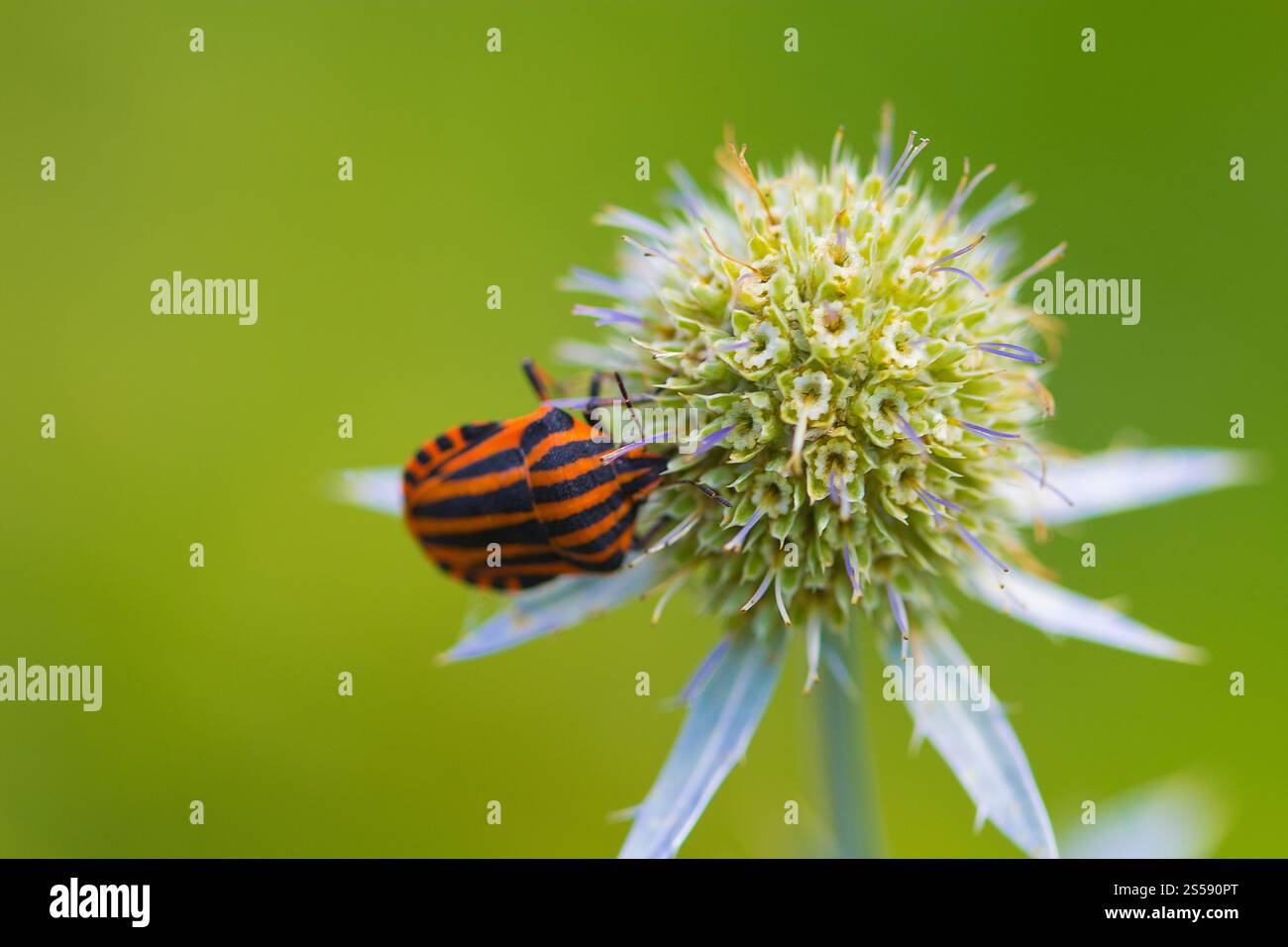lady bug background or texture close up. lady bug Stock Photo - Alamy