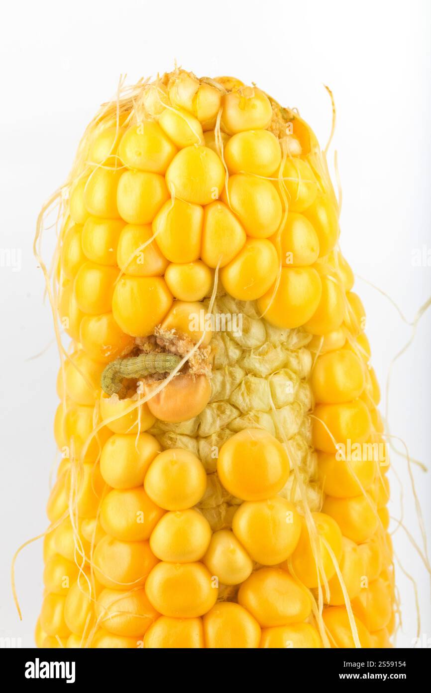 worm eating the corn isolated on white background. worm eating the corn ...