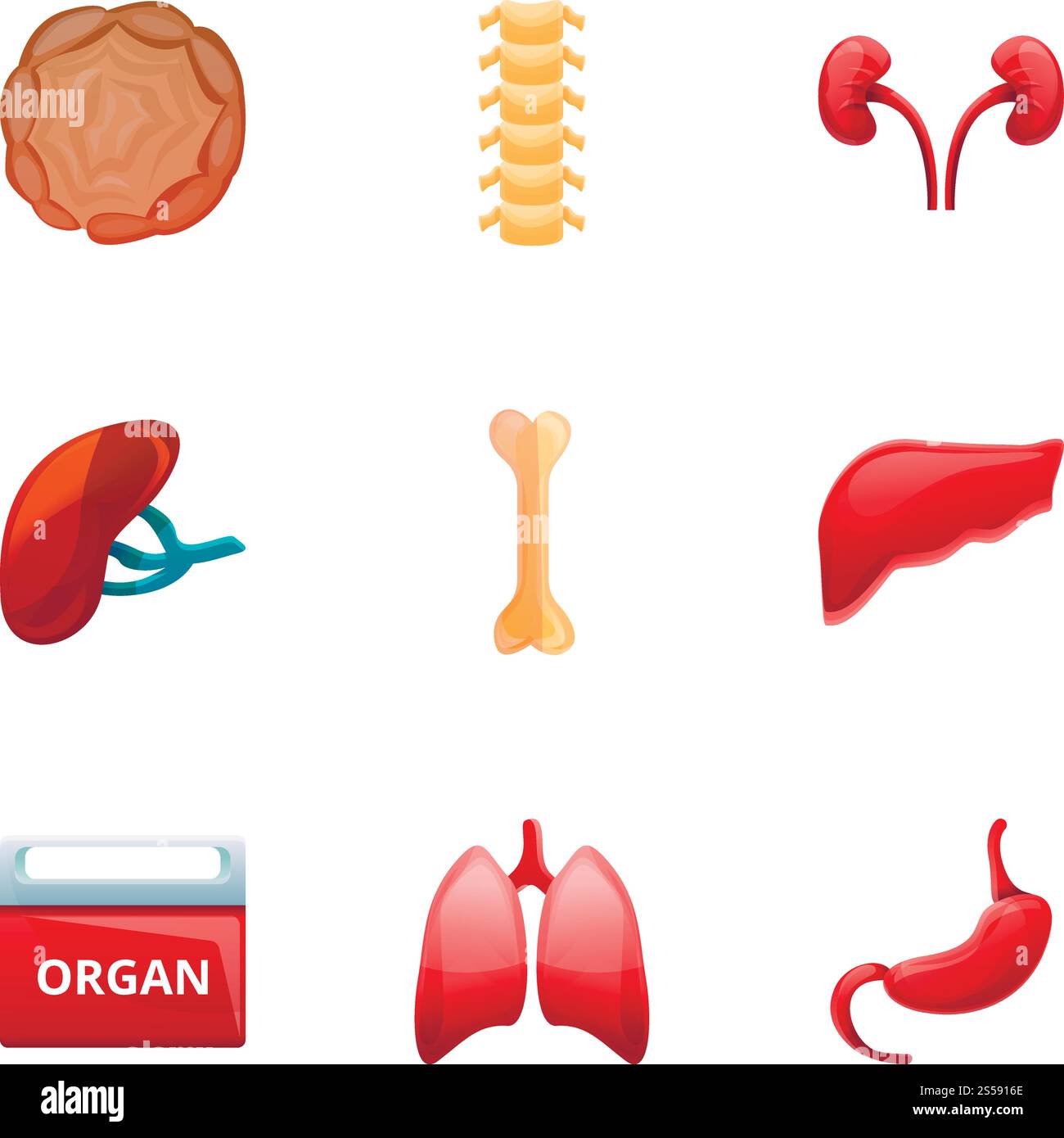 Human organ transplant icon set. Cartoon set of 9 human organ ...