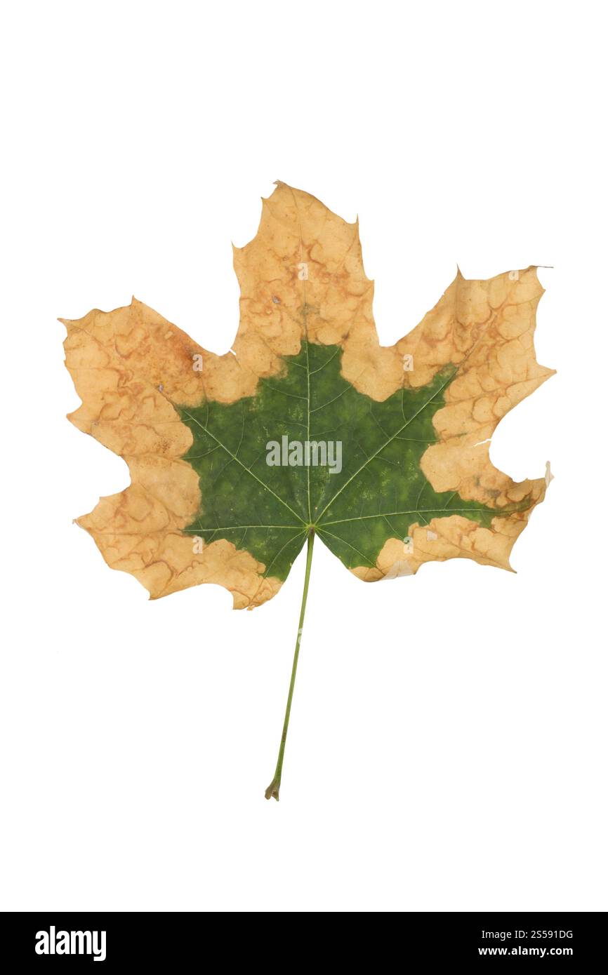 School time fall maple hi-res stock photography and images - Alamy