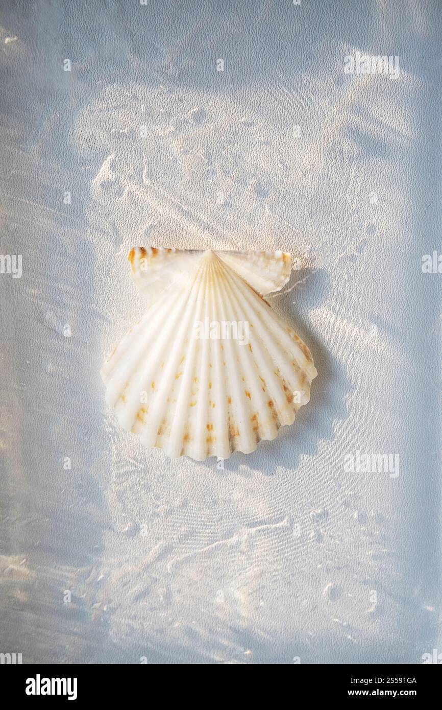 Marine shell underwater, still life Stock Photo - Alamy