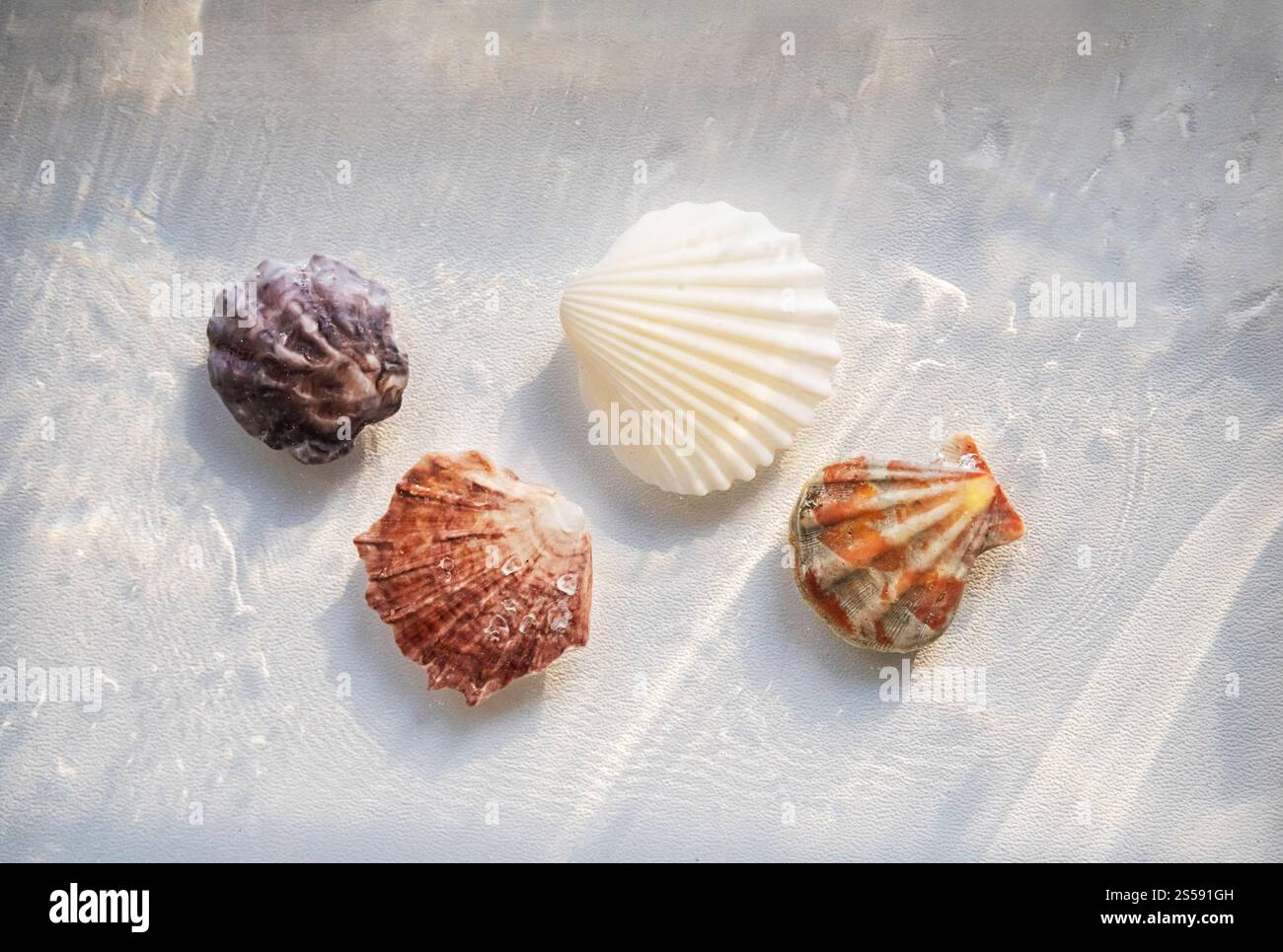 Beautiful seashells arrangement underwater Stock Photo - Alamy