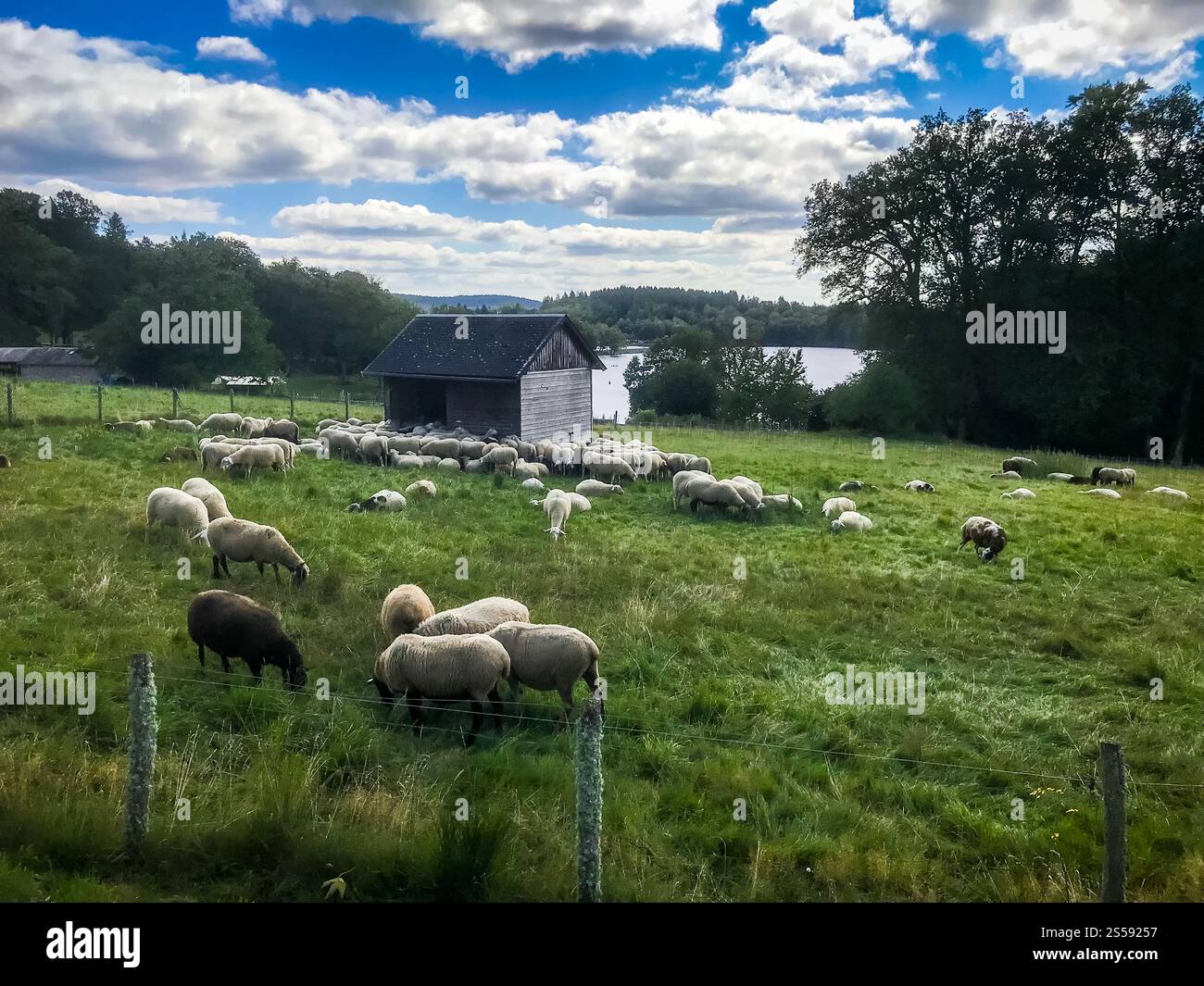 Sheep in a field around the Lake of Vassiviere, Limousin, France. Sheep ...