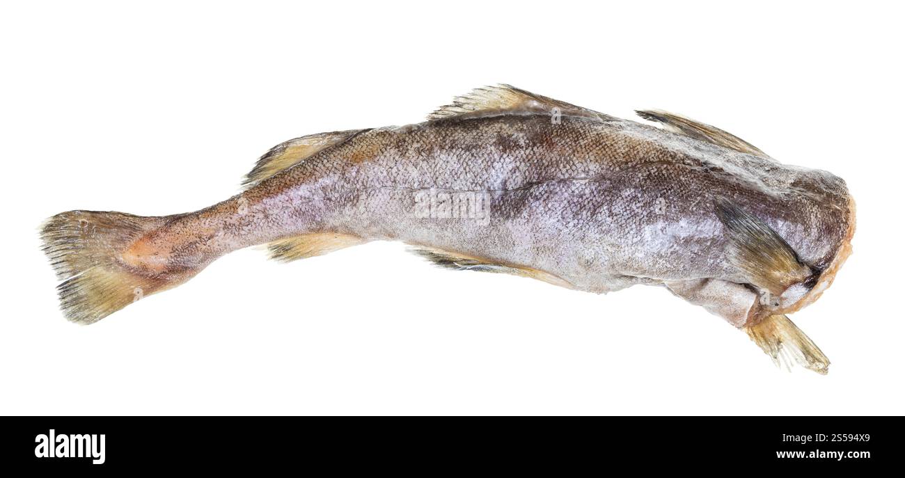 frozen headless cod fish isolated on white background Stock Photo - Alamy