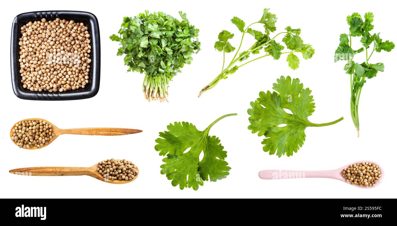 set of various coriander herbs and seeds isolated on white background ...