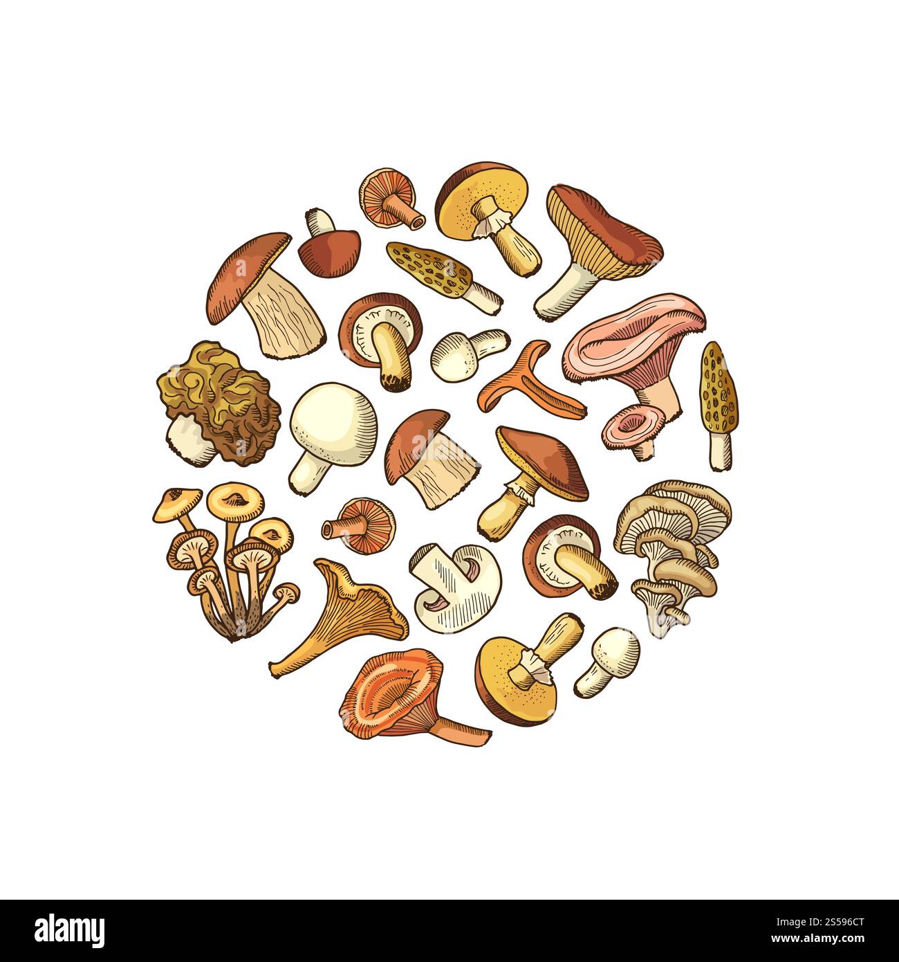 Vector hand drawn mushrooms in circle shape illustration isolated on ...