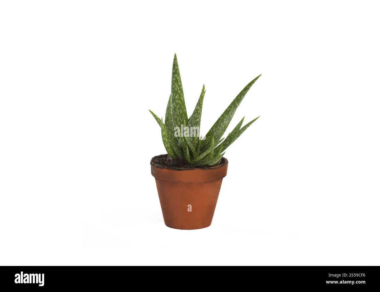 Aloe vera isolated on white. Aloe vera Stock Photo - Alamy