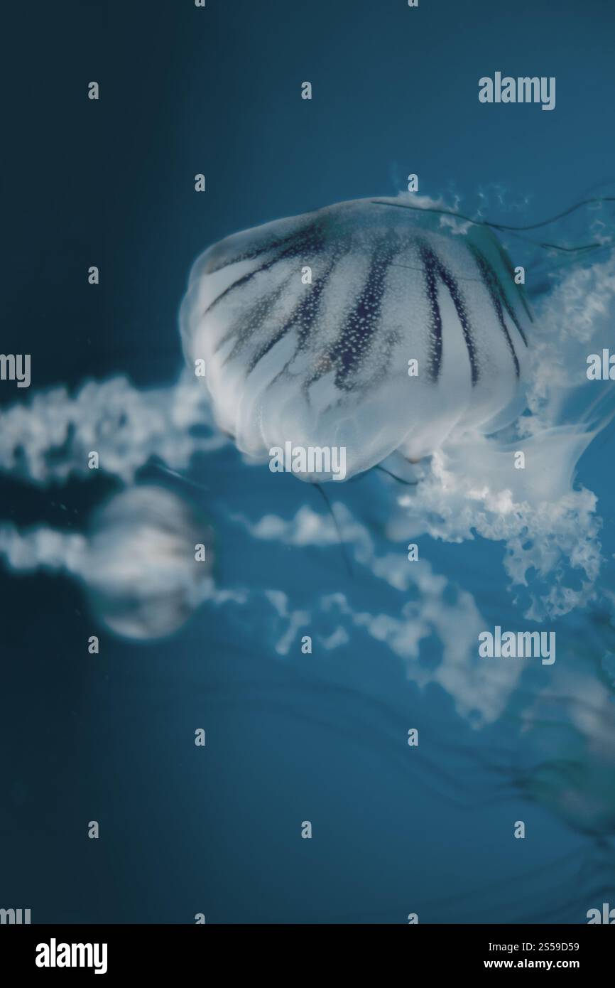 Jellyfish floating in the deep ocean. Macro view. Jellyfish floating in ...