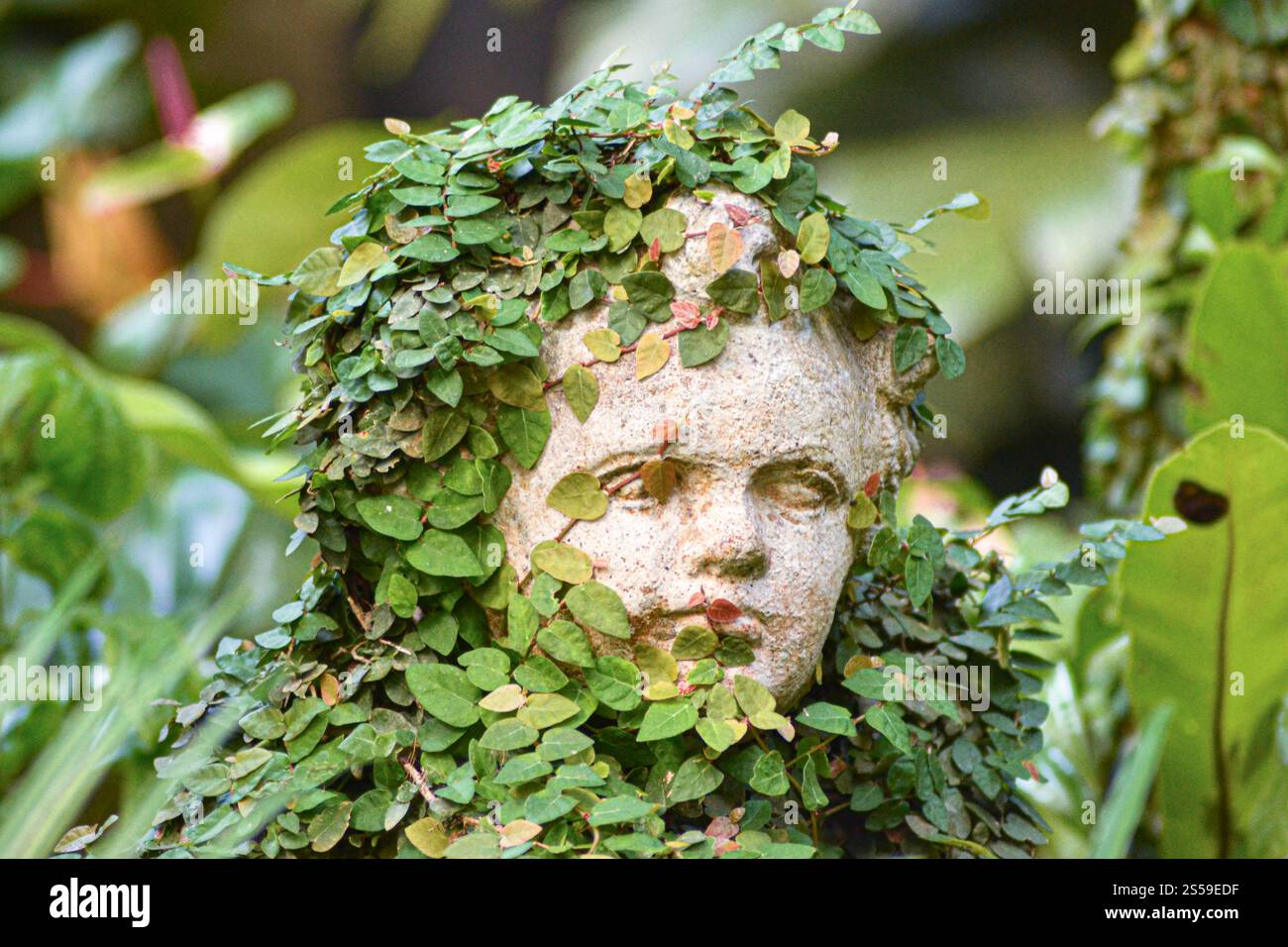 Wild stone statue face covered in foliage Stock Photo - Alamy