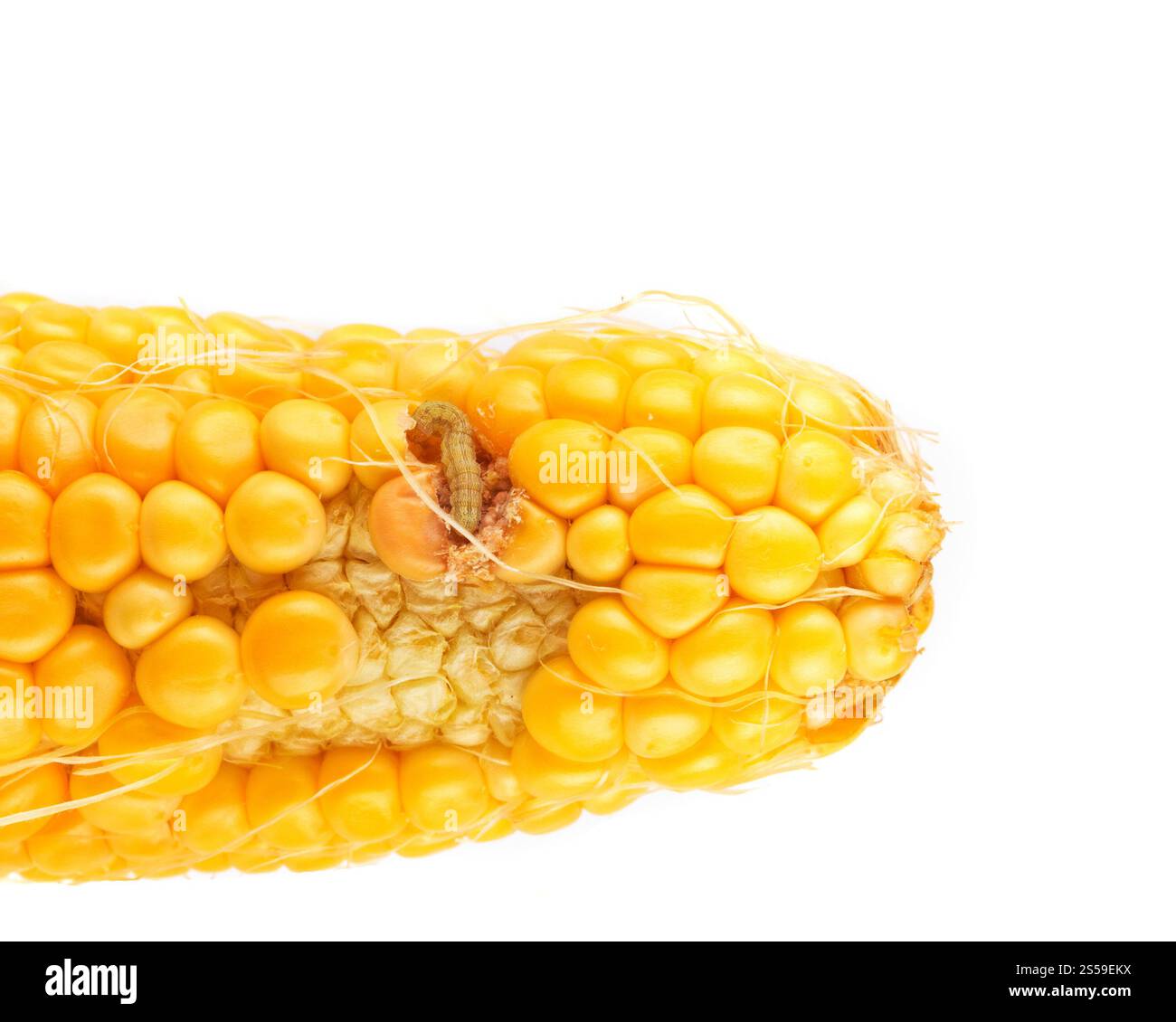worm eating the corn isolated on white background. worm eating the corn ...