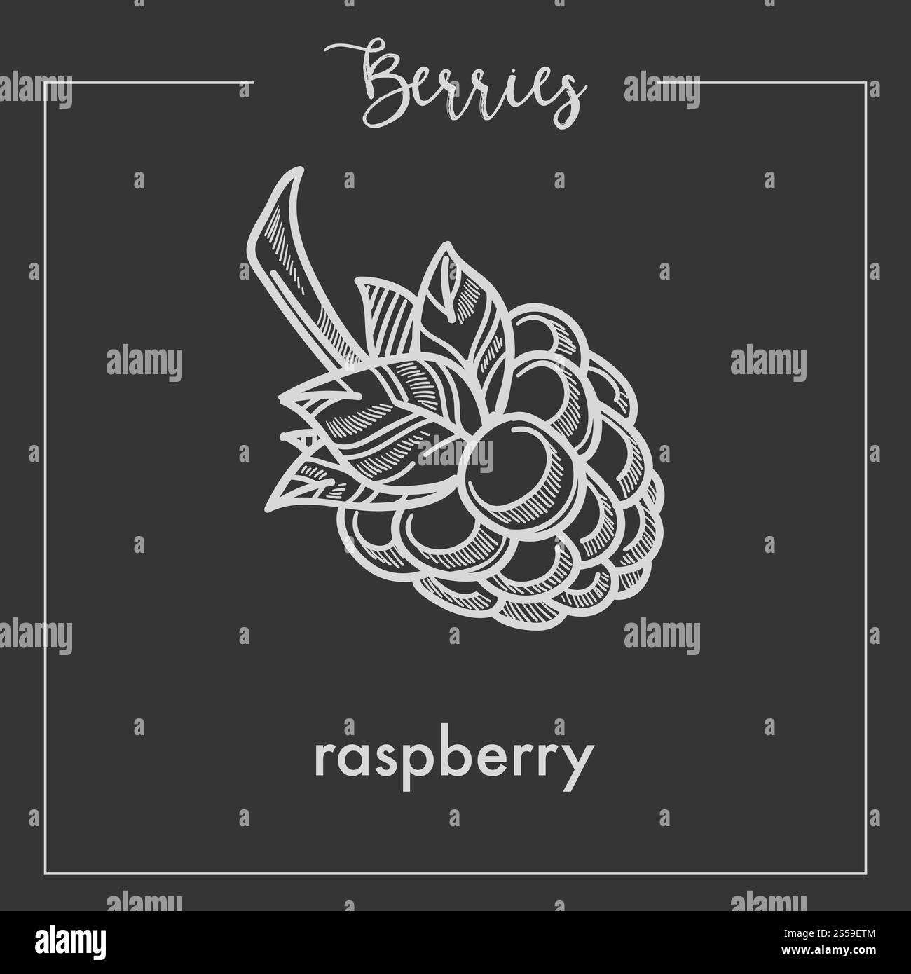 Sweet ripe delicious raspberry monochrome berry sepia sketch. Small ...
